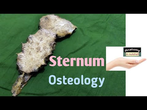 Anatomy of Sternum |osteology| what is sternabrae?? |Anatomy in nutshell