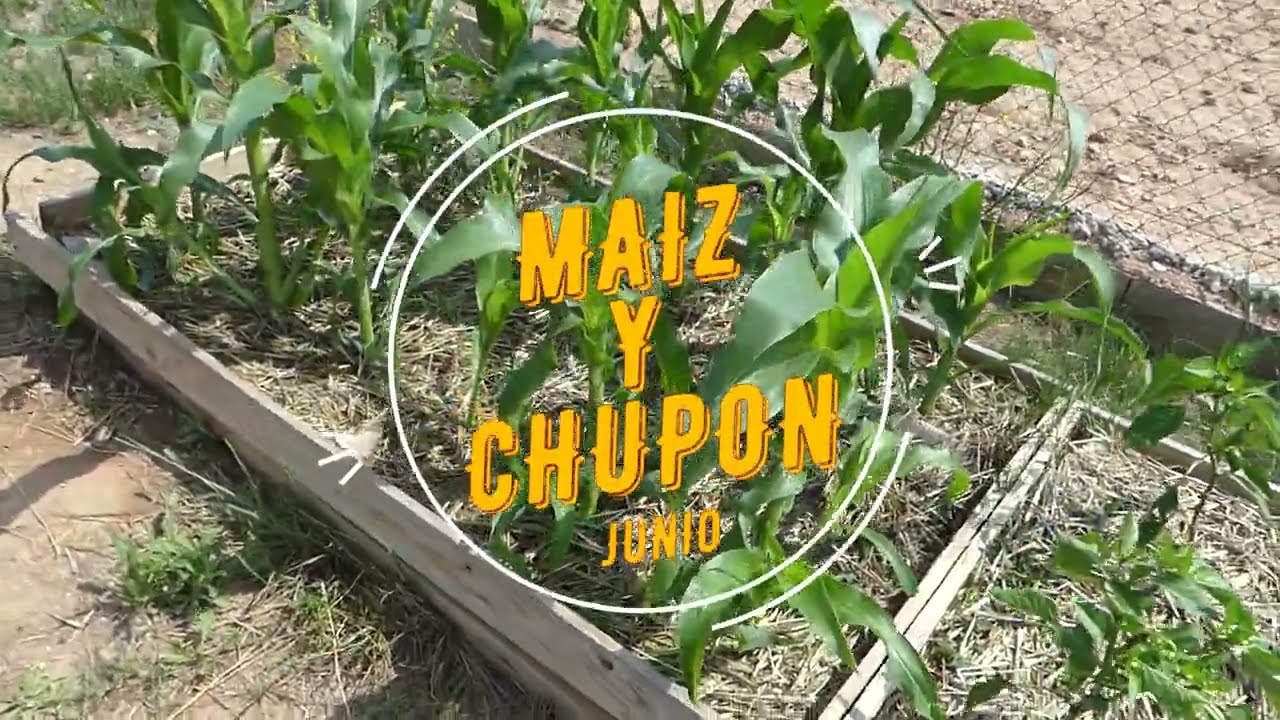El MAIZ y sus chupones. ¿Podamos?