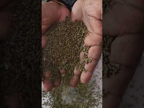 Sesbania Seed - Wholesale Price & Mandi Rate for Dhaincha Seeds in India