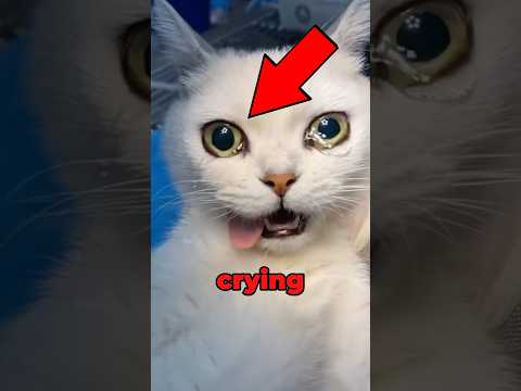 Cat Crying Tears ????