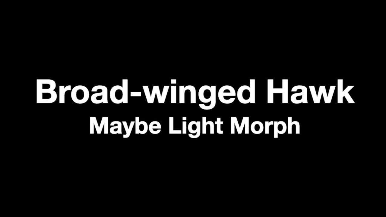 Light Morph Broad winged Hawk Aug 2024