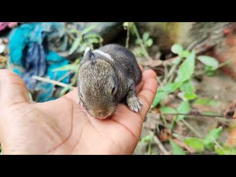 Wild rabbit sound - Wild Baby Bunny #rabbit #animals