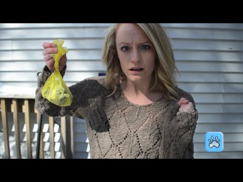 7 Hilariously Bad Ways to Collect a Poop Sample