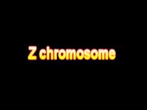 What Is The Definition Of Z chromosome