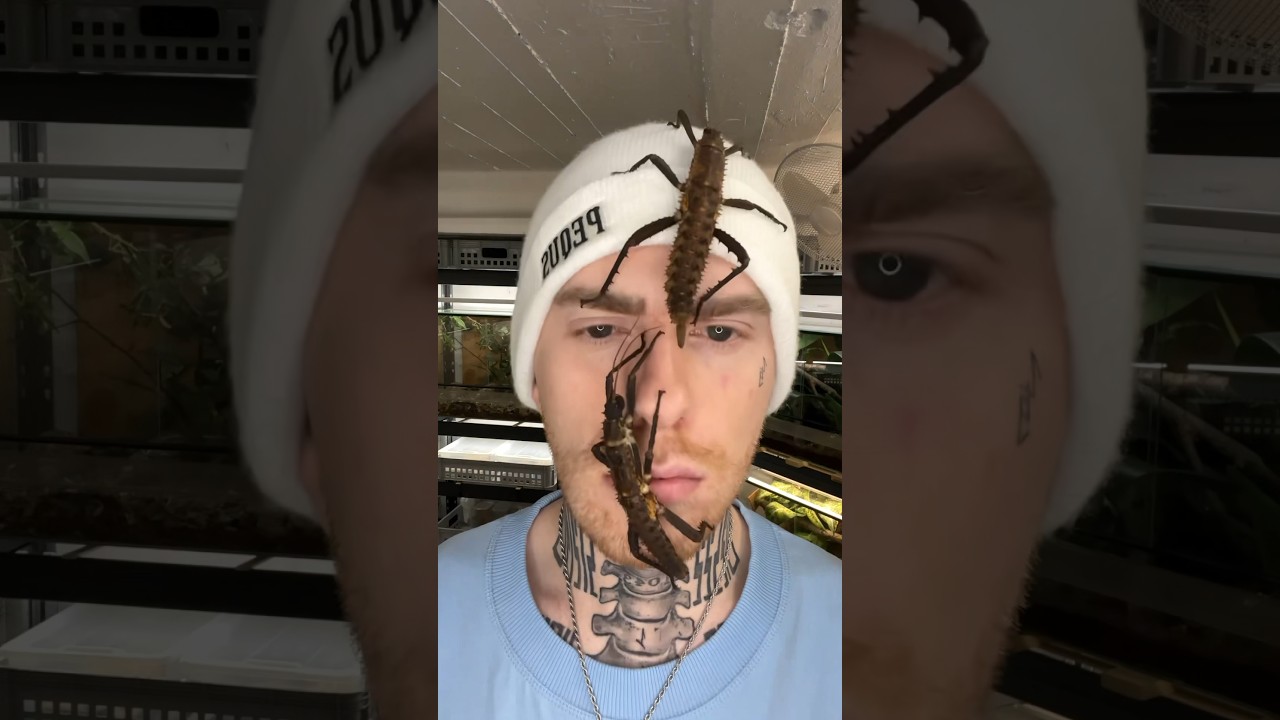 Bugs Evolution Part 2