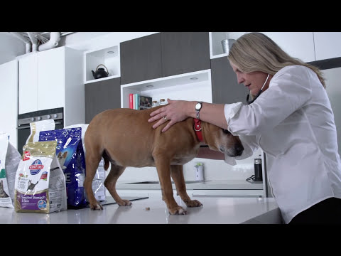 Know all about Pet Food | Best Pet Food | Dog Food | Cat Food | VetSupply