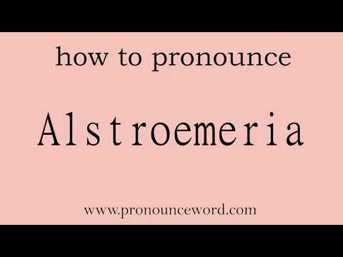 Alstroemeria: How to pronounce Alstroemeria in english (correct!).Start with A. Learn from me.