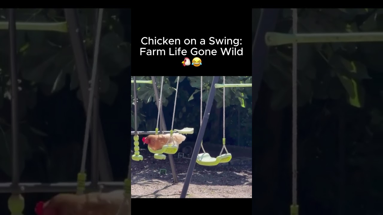 Chicken on a Swing: Farm Life Gone Wild🐔😂
