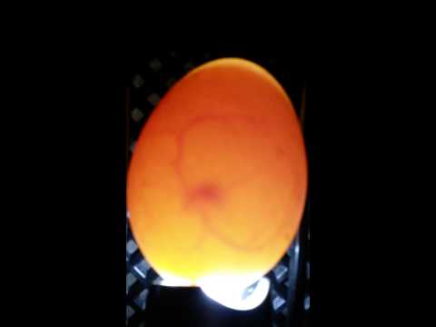 Candling duck egg- Day 5- heart beat.