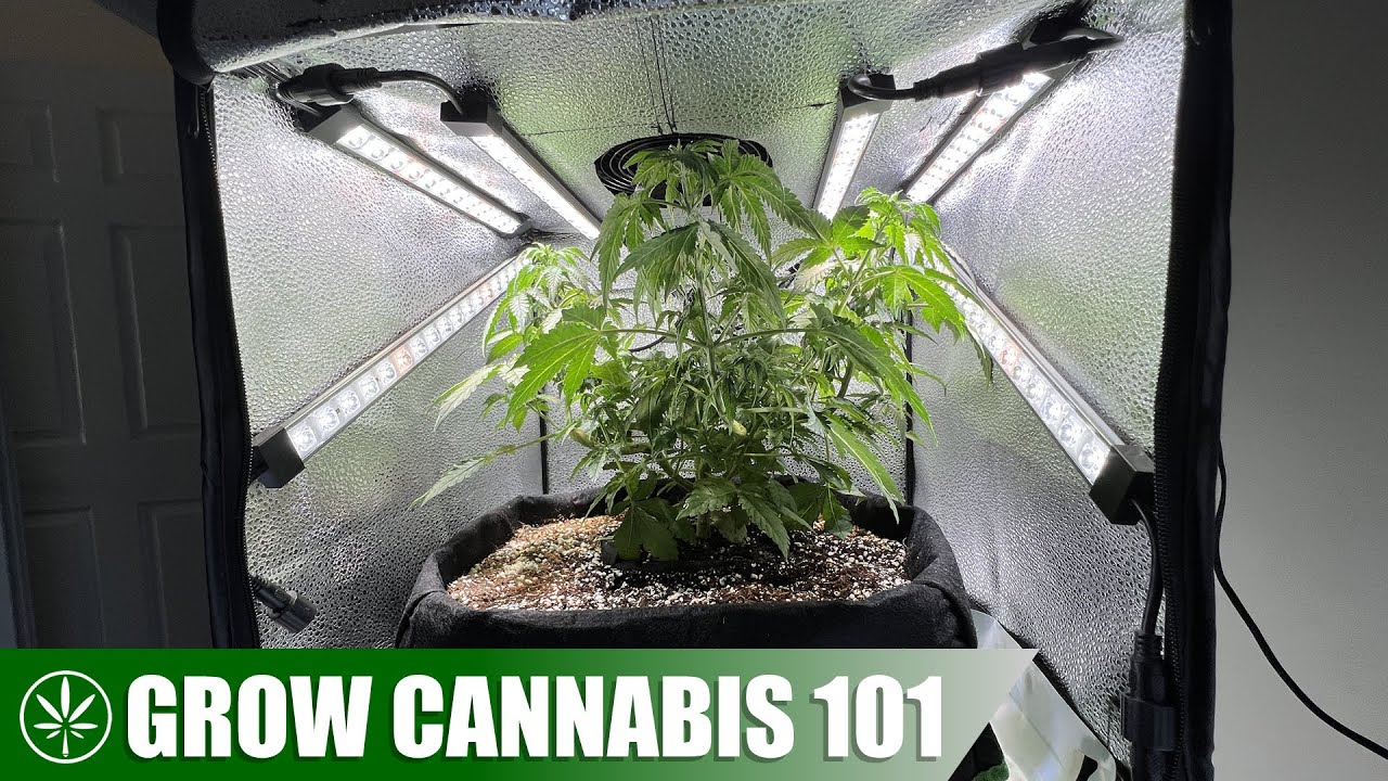 How Small of a Grow Space is Too Small? A Light Box Grow Log