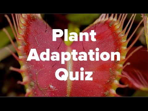 Plant Adaptation Quiz
