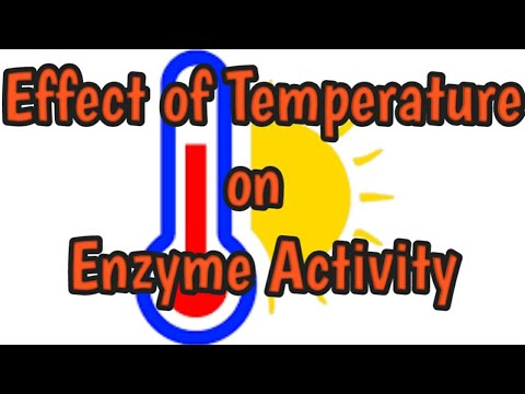 Effect of Temperature on enzyme activity || Heat denaturation || Optimum temperature