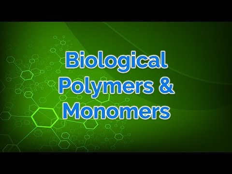 A-Level Biology - Polymers & Monomers