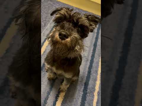 Missed me?? I’m Backkkk… #schnauzer #puppy #dog