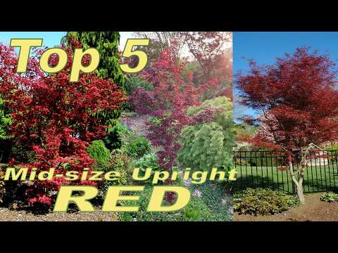 Top 5 Midsize Upright Red Japanese Maples | Stunning Picks for Your Garden!