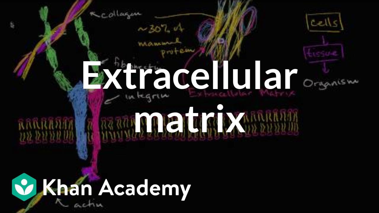 Extracellular matrix | Structure of a cell | Biology | Khan Academy