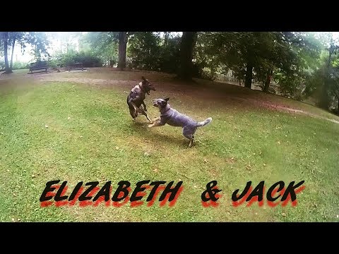 Elizabeth (German Shepherd) & Jack (Australian Cattle Dog) Play in park