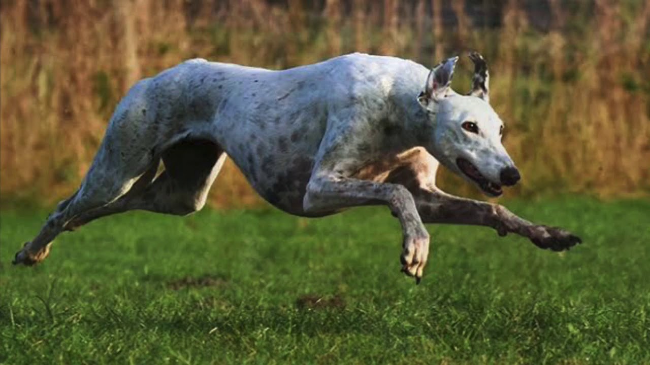GRUPO 10 - GALGOS E LEBREIROS