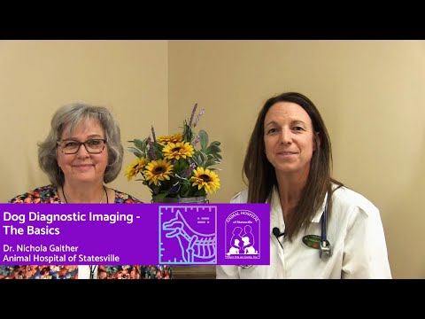 Dog Diagnostic Imaging - The Basics