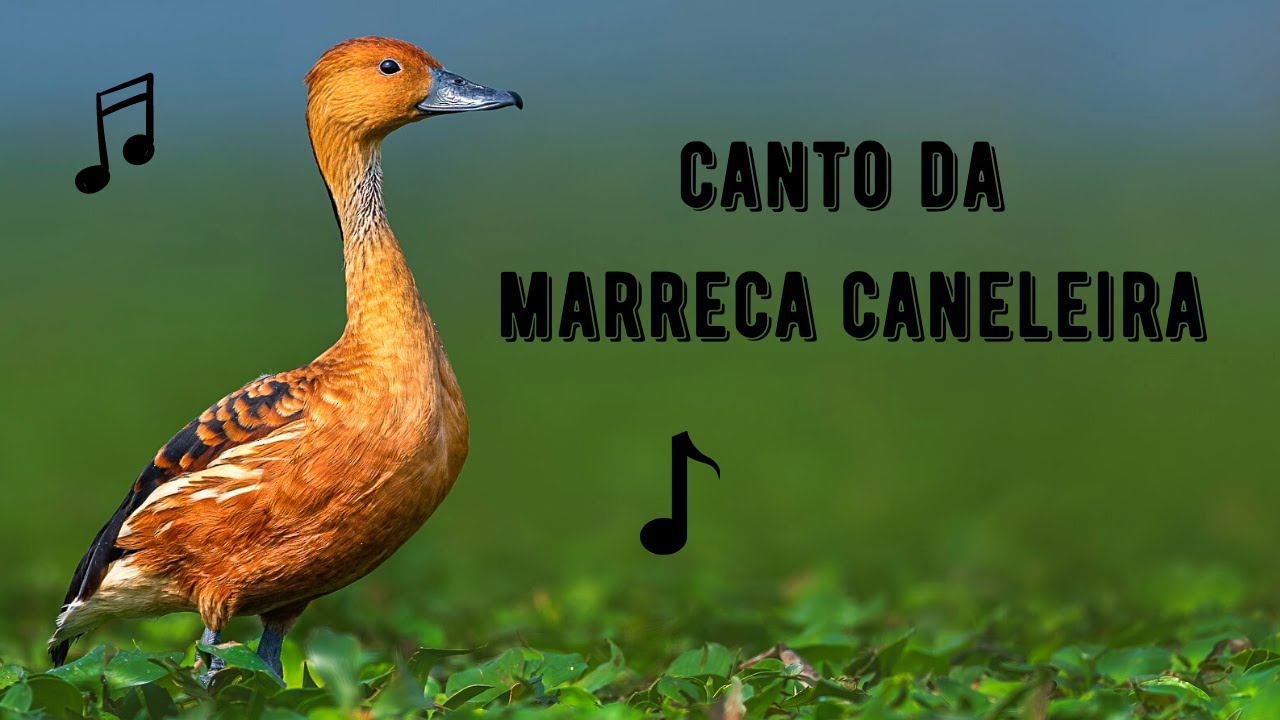 Canto da Marreca Caneleira / Xenxém / Tapuia | Fulvous Whistling-Duck | Dendrocygna Bicolor