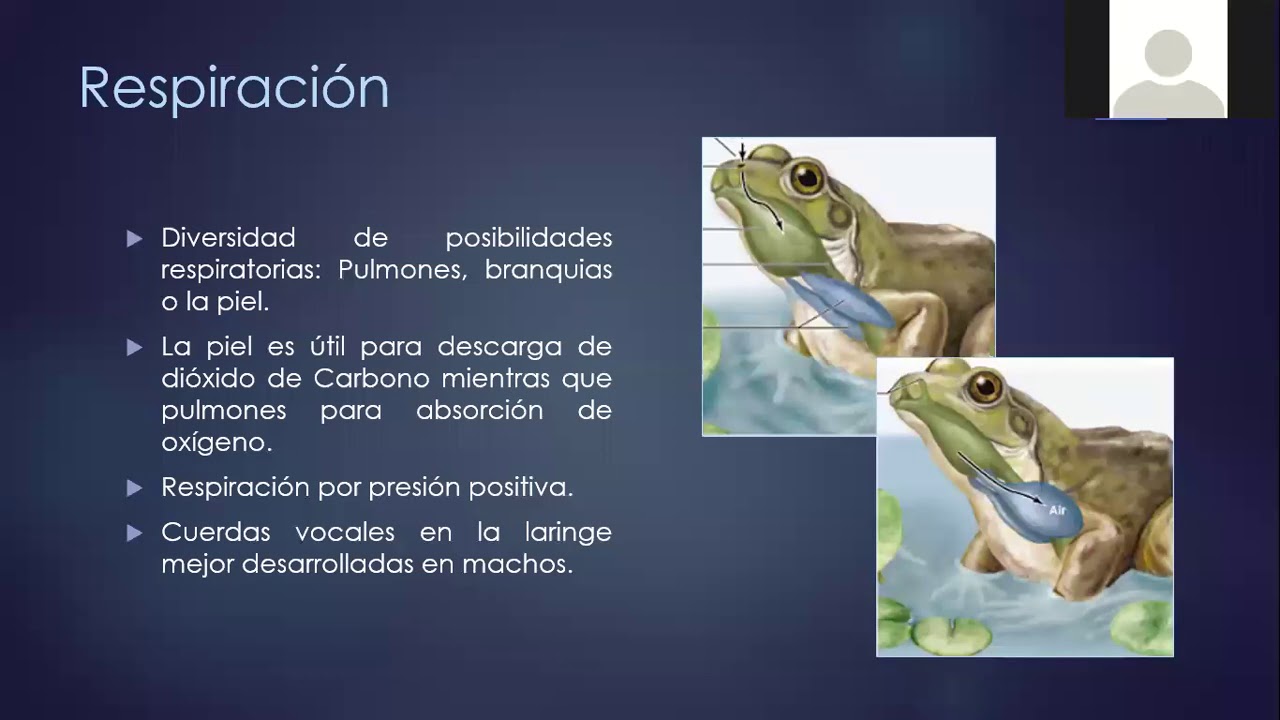 Los Anfibios Modernos