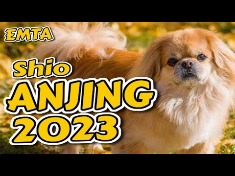 SHIO ANJING 2023