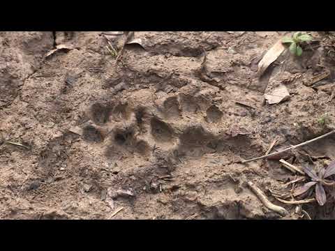 Predator Hunting with Johnny Stewart Wildlife Calls