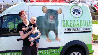 3 Best Animal Removal in Hamilton, ON - Expert Recommendations