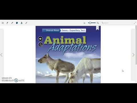 Animal adaptations-grade 4