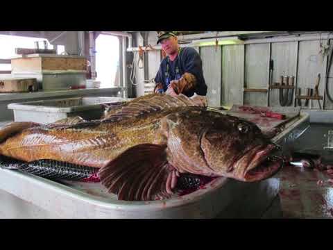 What's it really like to be a fisherman? Meet the fishers: B.C.