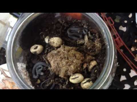 Baby black racer snakes hatched from what we thought were turtle eggs