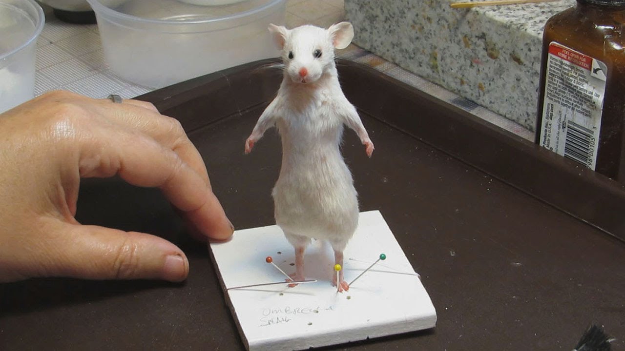 Mouse Taxidermy Tutorial by Le Heart Design
