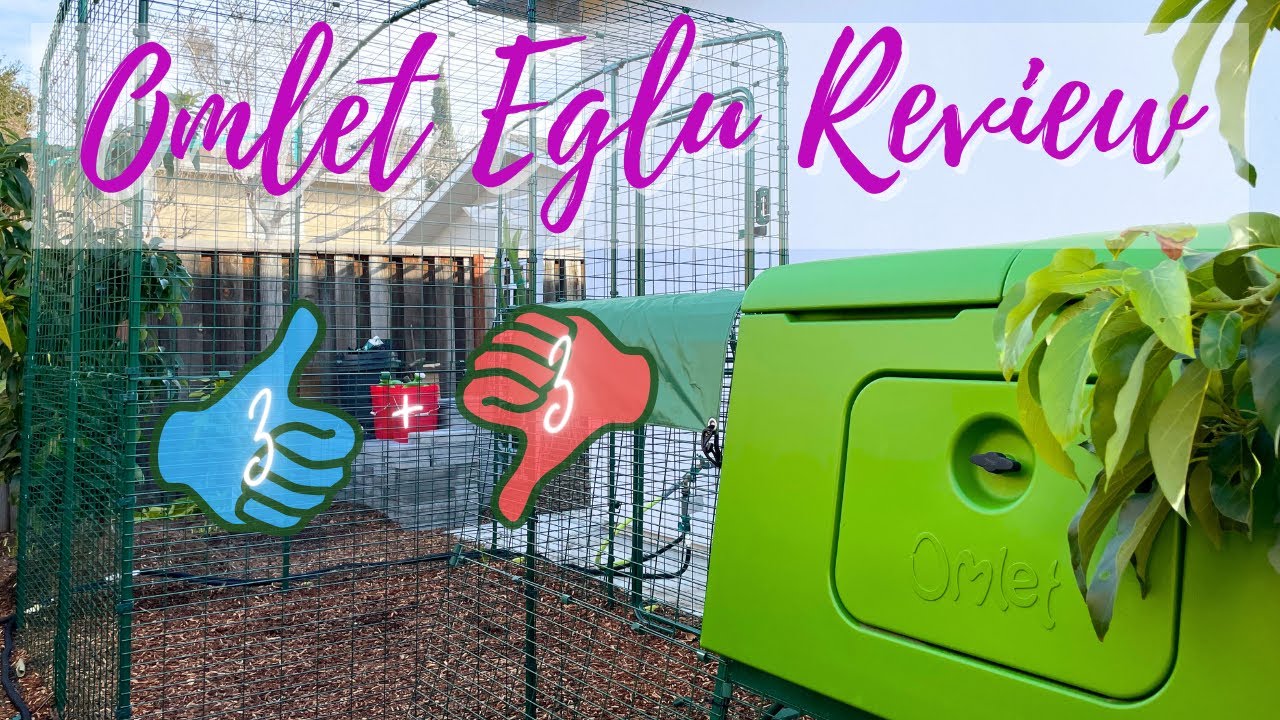 Omlet Eglu Coop Review: 3 Pros and 3 Cons!  || 3 Year Review
