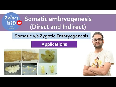 Somatic embryogenesis (plant tissue culture). Types: direct and indirect. Applications.