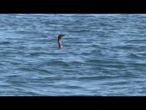 Double Crested Cormorant