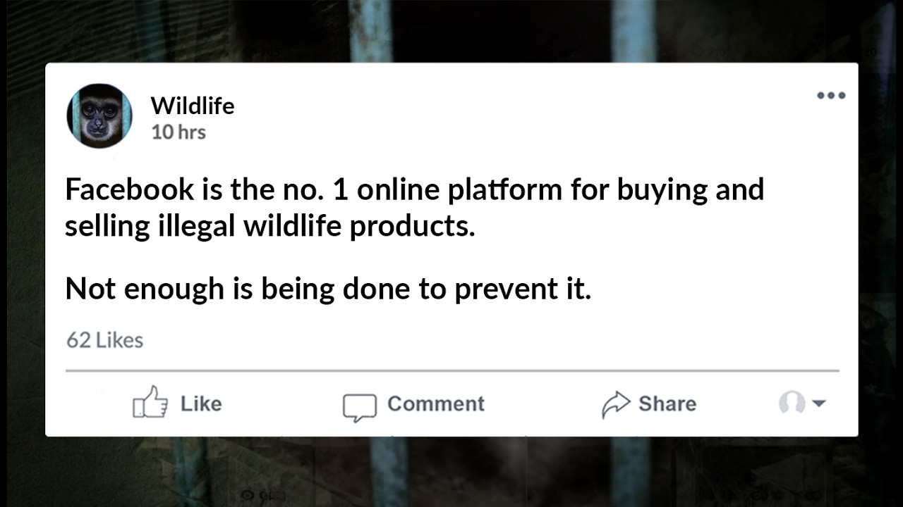Wildlife Has a Facebook Problem
