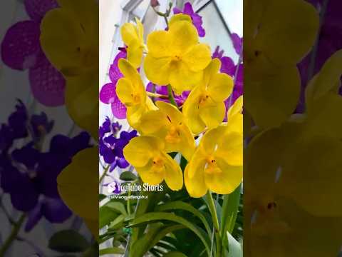 Have a Pretty Day With The Shine ✨Orchids #bençãos #orquideas #orchidcollection #orchidworld