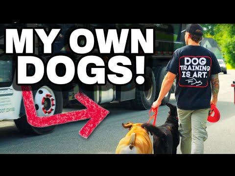 What A Walk Looks Like With My Own Dogs!