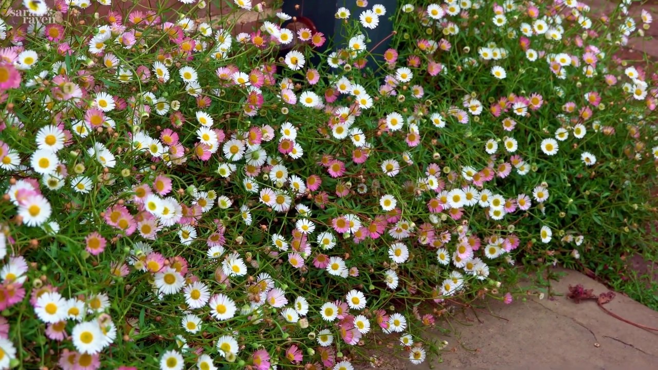 Erigeron karvinskianus (Mexican fleabane) | Why Sarah Raven Loves This