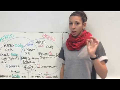 Comparing Mitosis and Meiosis