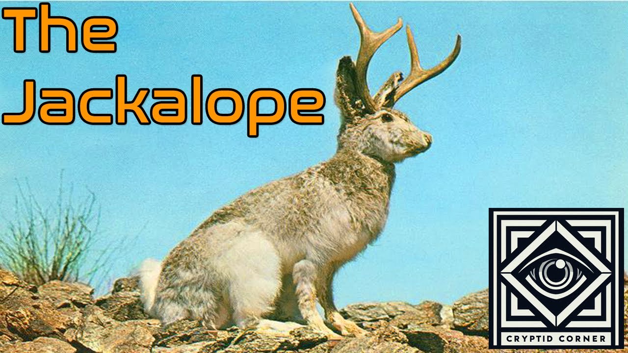 The Amazing Lore of the Jackalope