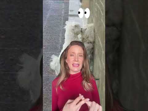 What does puppy love mean in slang?