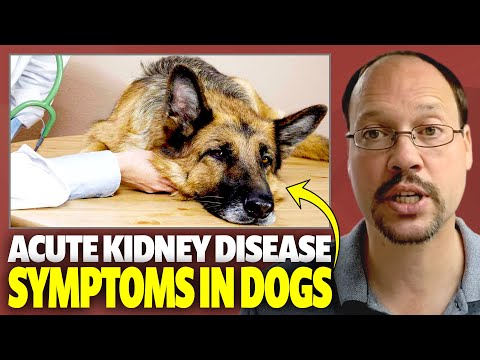 Acute Kidney Injury In Dogs. What Symptoms To Look Out For? CKD & AKI In Dogs. Learn How To Treat!