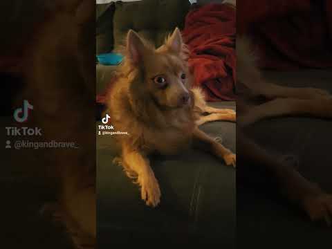 A KNUCKLE SANDWICH  #shortsfeed #dog #viral #youtubeshorts #funny #youtube #shortvideo #shorts