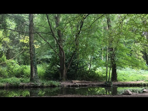 Walking in Woods of Vincennes, France || Bois de Vincennes.