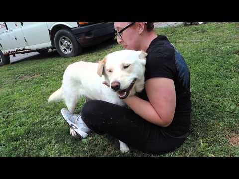 Meet Malkina a Retriever Labrador currently available for adoption at Petango.com! 7/23/2014 11:14: