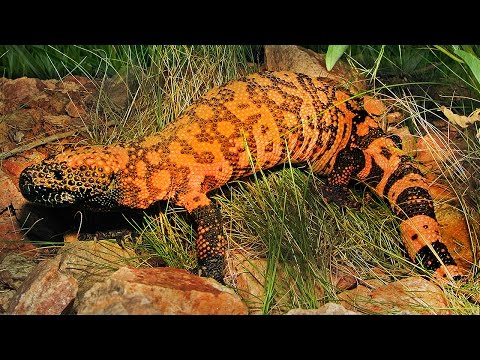 15 Venomous Varmints