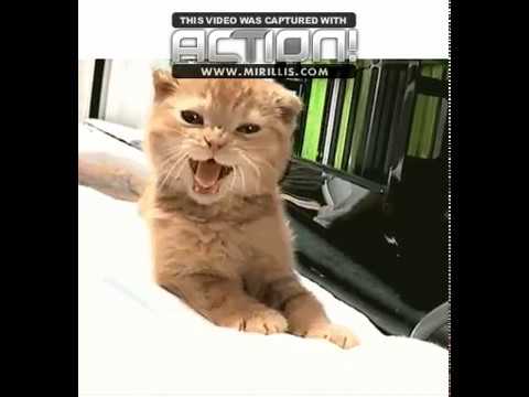GoodMorning CAT (GIF)