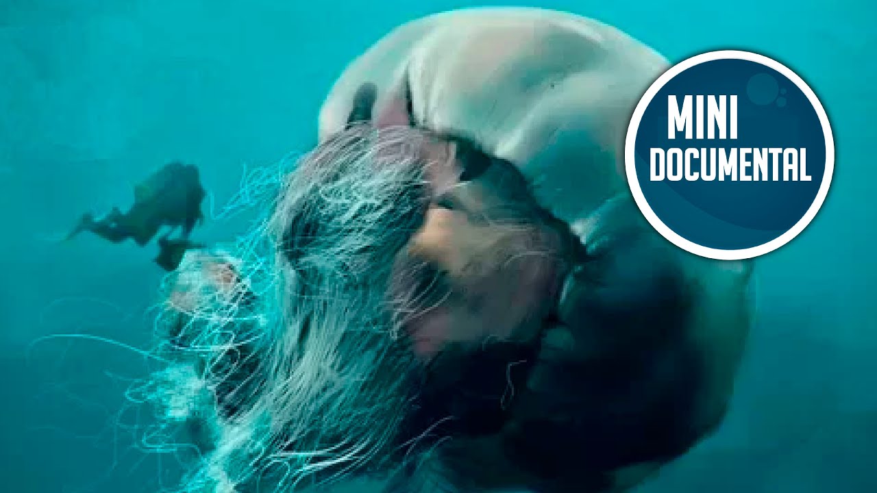 Lion's mane jellyfish (mini-documentary)