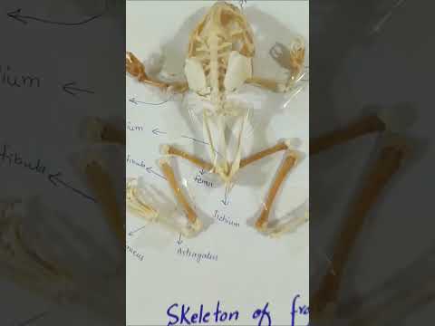 Skeleton of frog (bones)#biology #zoology